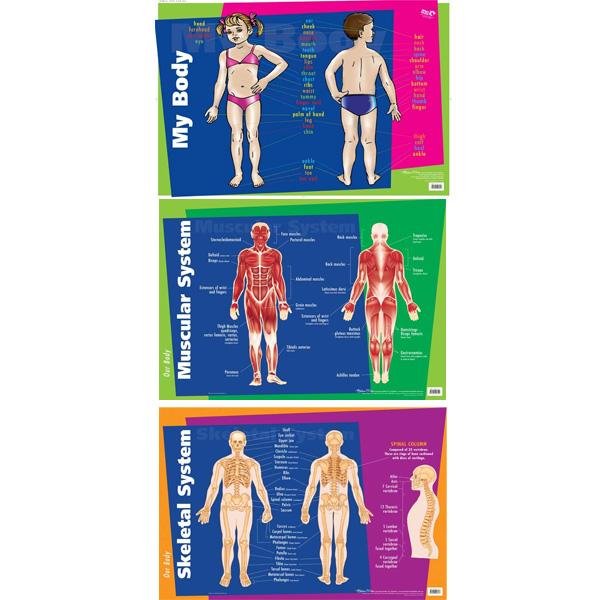 My Body Chart Set - 3pce| Ozzy Educational Toys