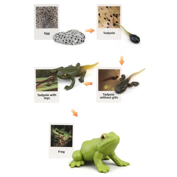 Life Cycle Figurines & Cards Set - Frog| Ozzy Educational Toys