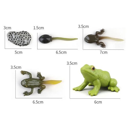Life Cycle Figurines & Cards Set - Frog| Ozzy Educational Toys